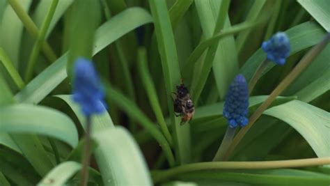 Bee Sex Stock Video Footage 4K And HD Video Clips Shutterstock