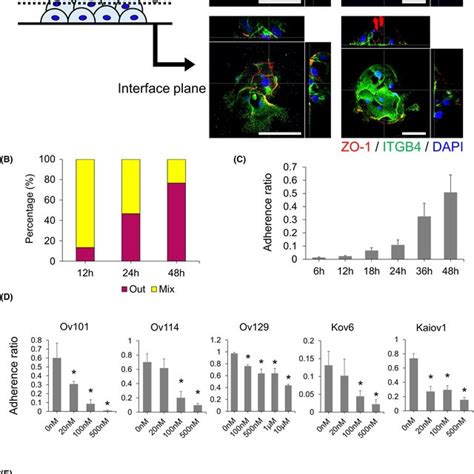 Polarity Switching Of Ovarian Cancer Oc Cell Clusters Occurs Via Src Download Scientific