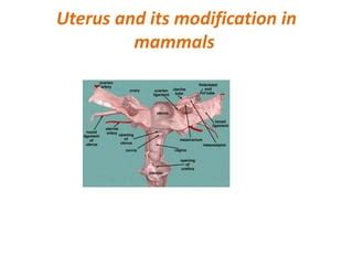 Uteruspptx