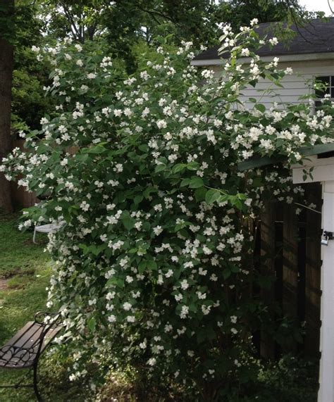 Mock Orange Bush Dream Garden Mock Orange Bush Trees And Shrubs