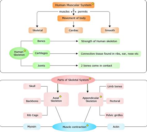 Simple Nervous System Concept Map