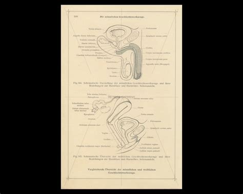 Antique Male Sex Organs Print Female Sex Organs Gynaecological Art Uterus Ovaries Female