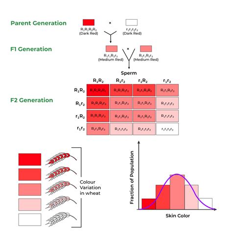 33 Quantitative Genetics Quantitative Trait Polygenic Inheritance Examples Diagram Quizlet