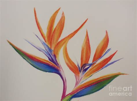 Birds Of Paradise Plant Drawing