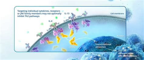 Stat6 Recludix Pharma