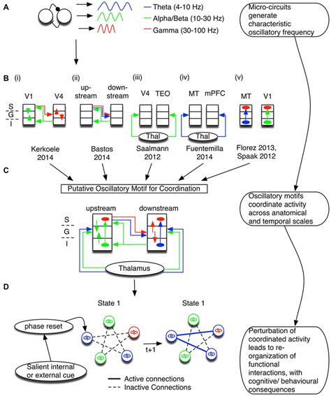 Coordination Of Information Flow Is Maintained By Oscillatory Dynamic Download Scientific