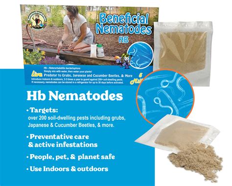Beneficial Nematodes Hb Targets Grubs Japanese Beetles Cucumber Be