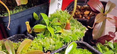 Tiny Planets Bing And Bong R Nostalgia