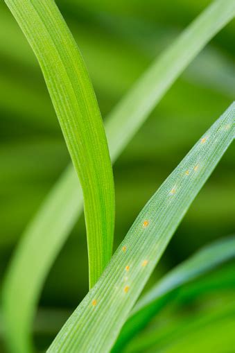 Daun Gandum Hijau Dengan Penyakit Karat Daun Gandum Puccinia Triticina
