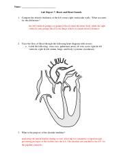 Understanding Heart Structure And Function Lab Report Insights Course Hero