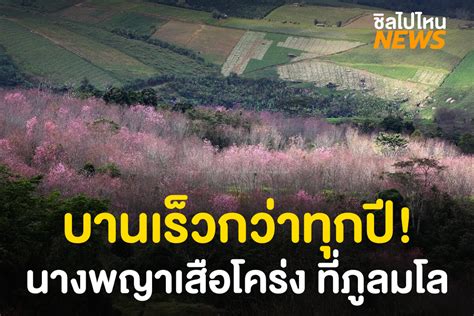 ดอกนางพญาเสือโคร่งที่ ภูลมโล จ เลย เริ่มบานแล้ว