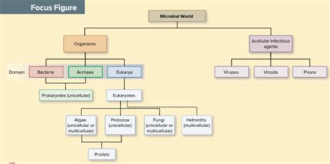 Microbio Chap 1 Flashcards Quizlet