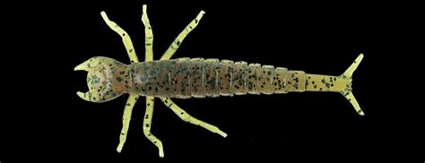 Diving Bug Way Of Fishing