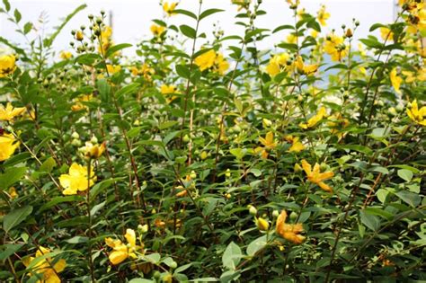 Maintenance Pruning Hypericum For Shape And Rejuvenation With Peter