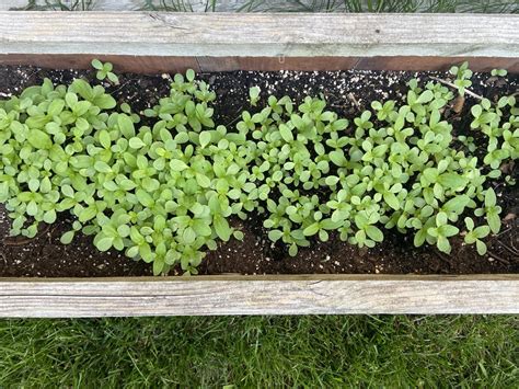 Zinnia Seedlings Rcitygardening
