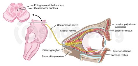 Trochlear Nerve Pathway