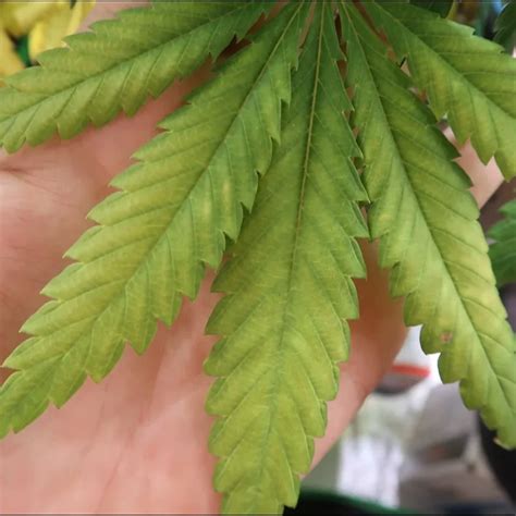 Magnesium Deficiency Cannabis Mr Grow It