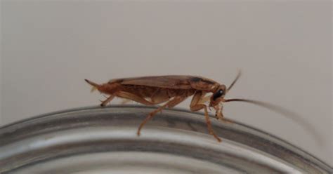 Cucaracha Chiquita Arrecha Tras Ser Confundida Con Chiripa El Chigüire Bipolar