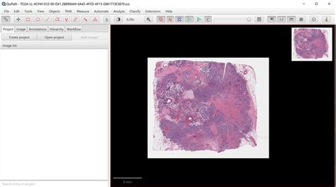 Can In Overlay One Hot Encoded Masks Onto Whole Slide Images In Qupath Usage And Issues Image