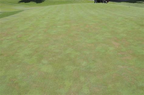 Does Pythium Root Dysfunction Equal Pythium Root Rot NC State Extension