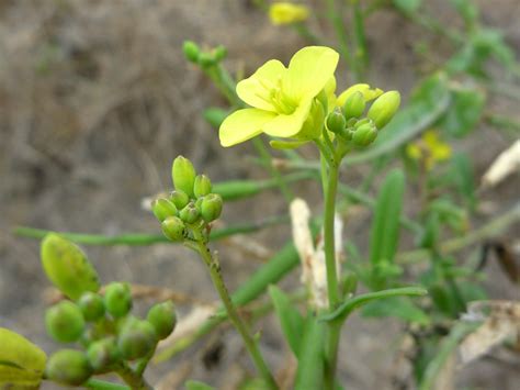Flower And Buds Photos Of Brassica Rapa Brassicaceae