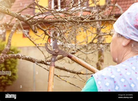 Woman Pruning A Plum Tree Hi Res Stock Photography And Images Alamy