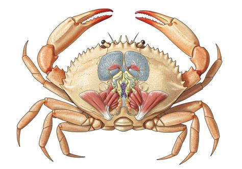 Crab Internal Anatomy Illustration Stock Illustration Illustration Of