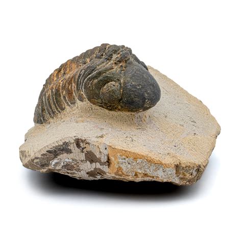 Fossils And Geology Mini Museum