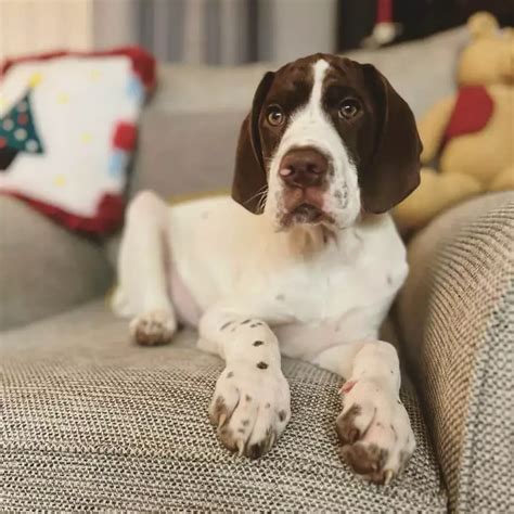 15 Photos Of Pointer Puppies That Make Everyone Fall In Love Pointer