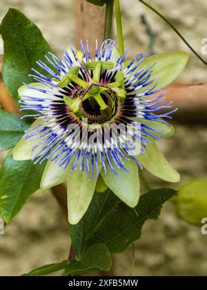 Flowers Of The Hardy Blue Passion Flower Passiflora Caerulea Stock