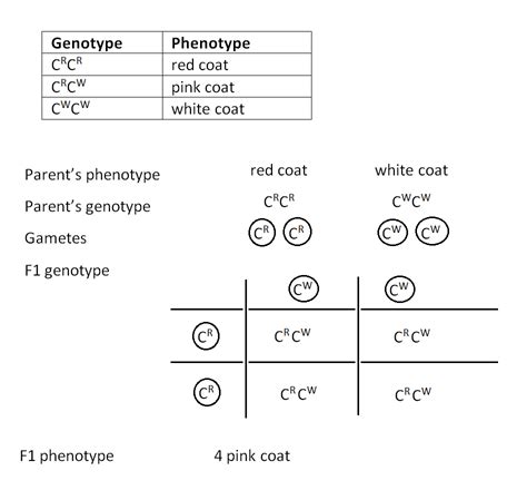 Genetic Inheritance Diagram