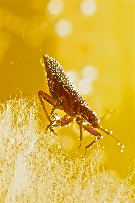 Aprehend Bed Bug Treatment Richmond Va The Bed Bug Experts