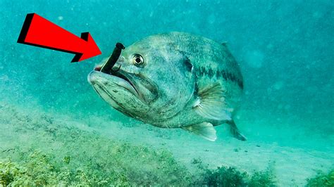 How To Catch Bass With Plastic Worms Amazing Underwater Footage