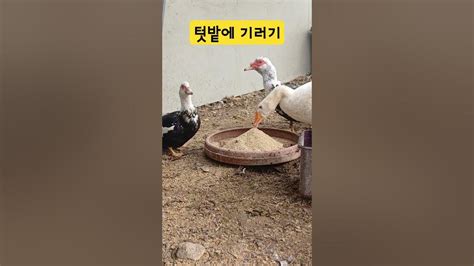 기러기 거위 Youtube