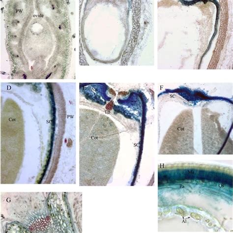 Localization Of Phenolic Compounds In The Pods And Seeds Of M Download Scientific Diagram