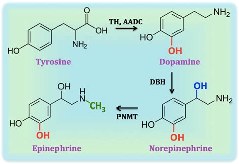 Norepinephrine Neurotransmitter Function