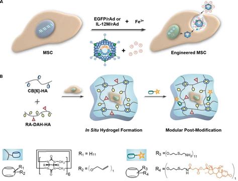 Frontiers Advances In The Application Of Supramolecular Hydrogels For Stem Cell Delivery And