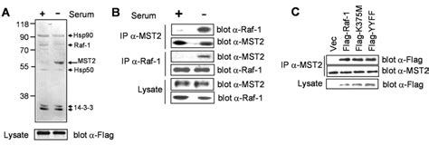 Role Of The Kinase Mst2 In Suppression Of Apoptosis By The Proto Oncogene Product Raf 1 Science