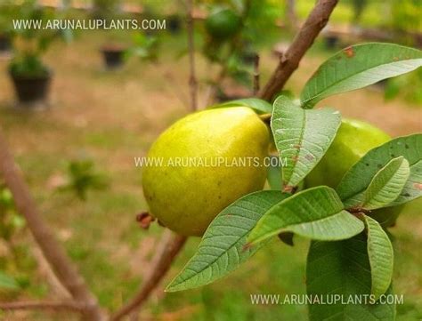 Mini Guava Recipes Arunalu Plants