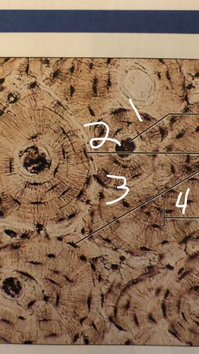 Bio 201 Lab Practical 1 Flashcards Quizlet