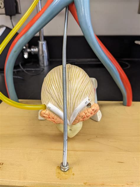 Male Reproductive System Model 3 Diagram Quizlet