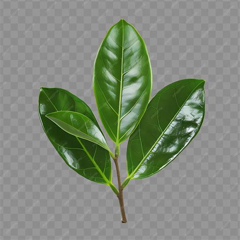 Premium Psd Ixora Leaf With Simple Ovate Leaf Shape And Glossy Green