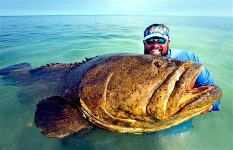 Giant Grouper Ocean Treasures Memorial Library