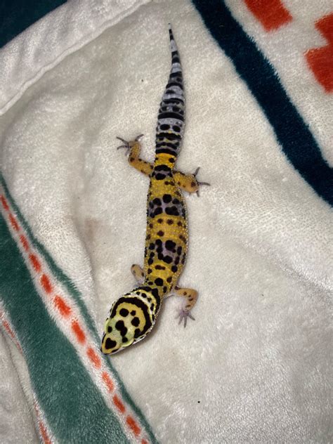 Beginner Leo Owner Here Does My Juvenile Gecko Look Like Its At A Healthy Weight R Leopardgecko