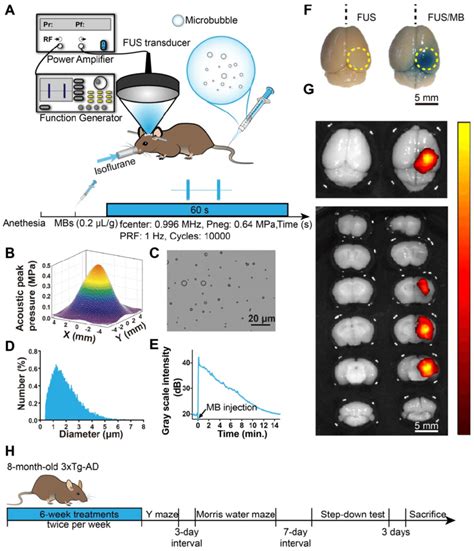 Bbb Opening Induced By Fusmb Treatment A Illustration Of The
