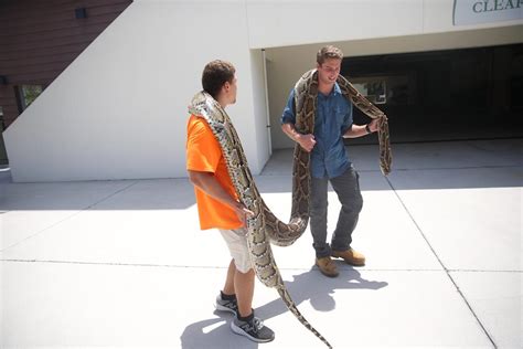 Record Python Caught In Florida Hunter Says He Held On For Dear Life While Catching Snake
