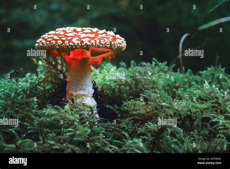 Closeup Of The Amanita Muscaria Commonly Known As The Fly Agaric Or