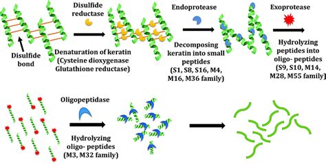 Keratin Biodegradation By Various Keratinolytic Enzymes Modified From