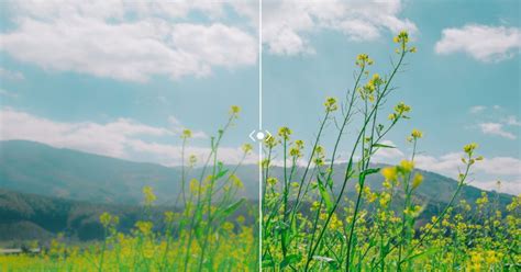 Wp Visual Comparison Plugin Code Canel