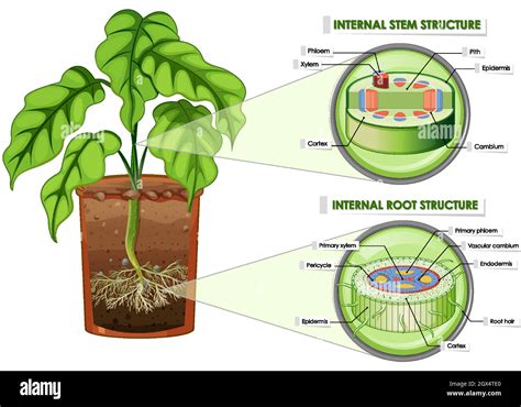 Diagram Showing Stem And Root Structure Stock Vector Image And Art Alamy